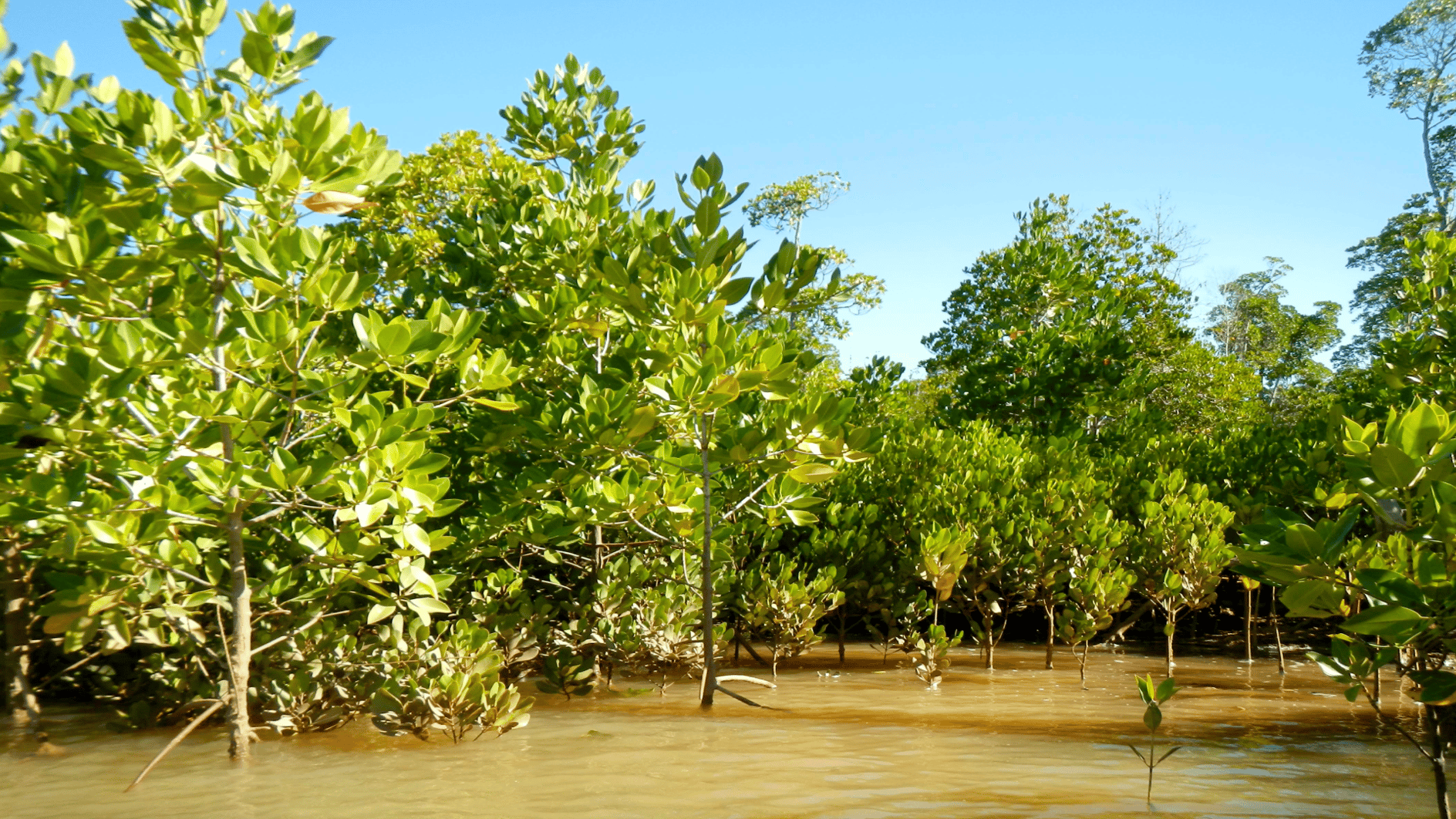 Mangroves: What they are, where they are found, and why they matter