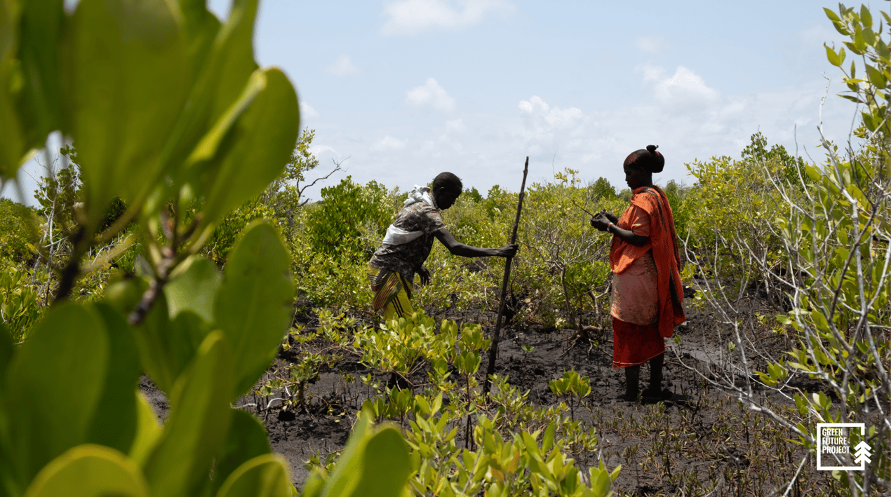 Mangroves: What they are, where they are found, and why they matter